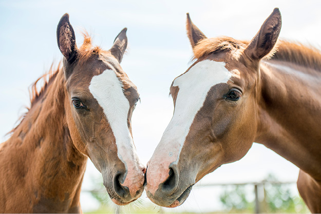 Spruce Meadows | Spruce Meadows Meetings and Events