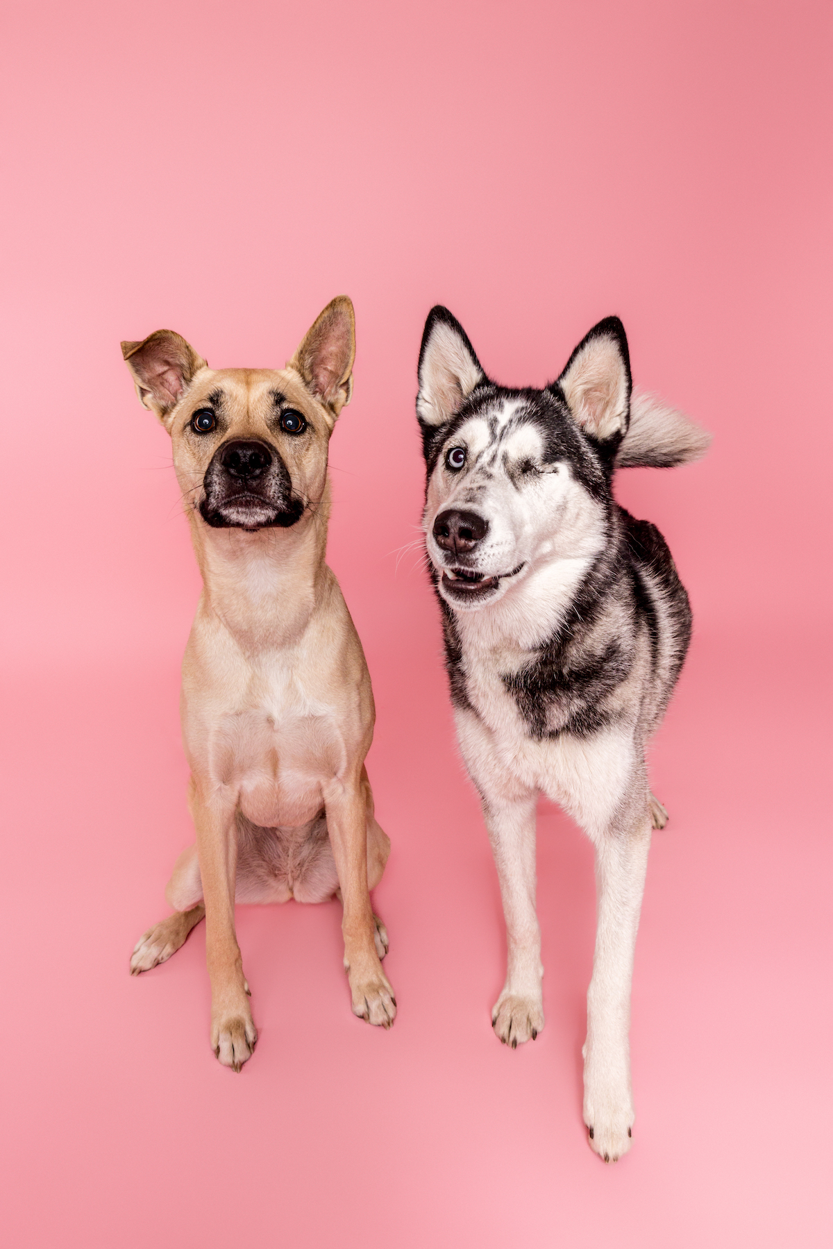 Spruce Meadows | PetFest at Spruce Meadows