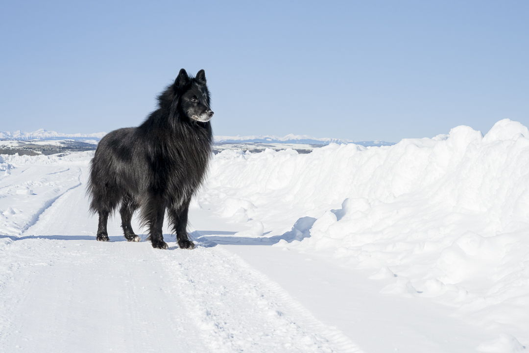 Spruce Meadows | PetFest at Spruce Meadows