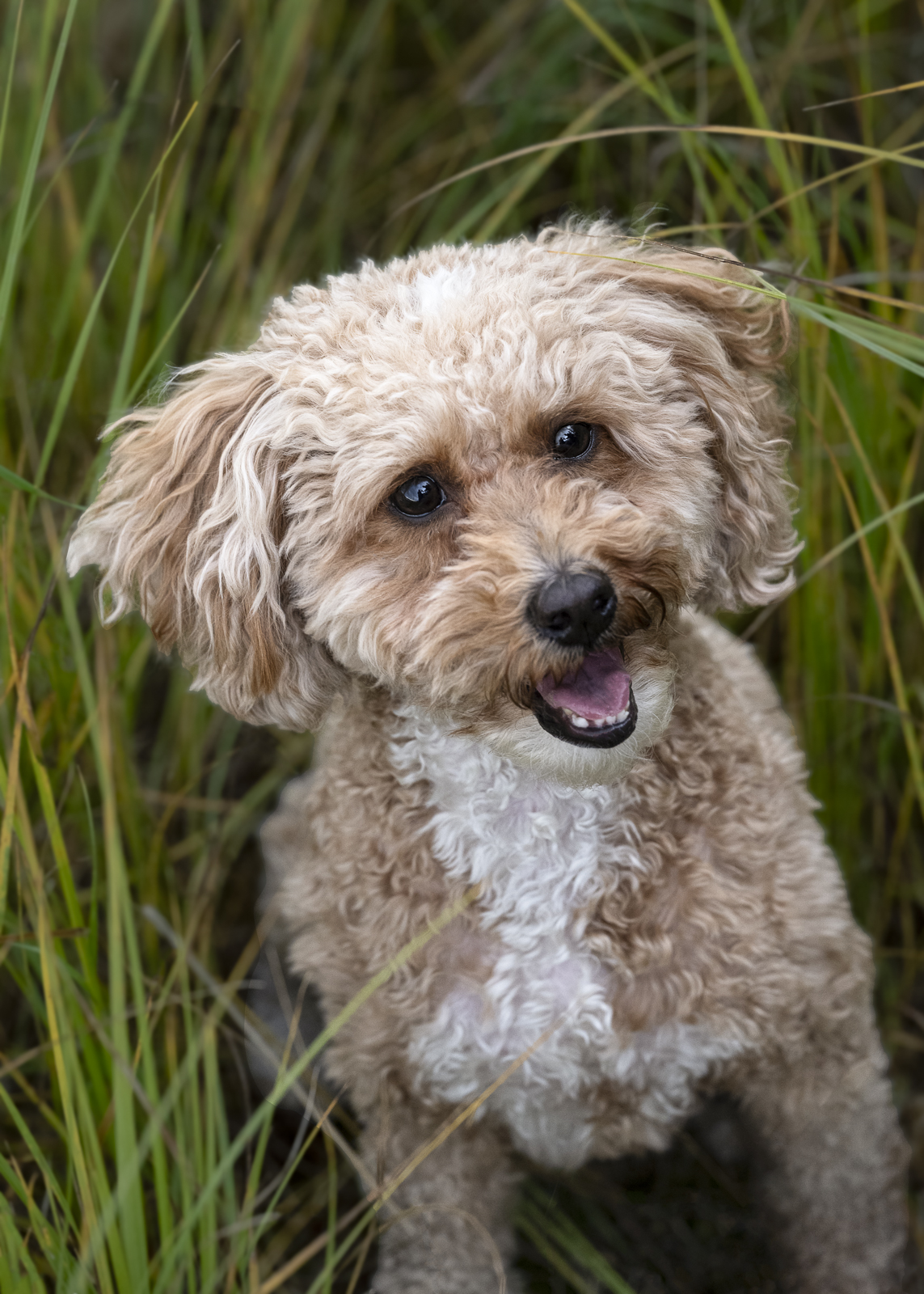 Spruce Meadows | PetFest at Spruce Meadows