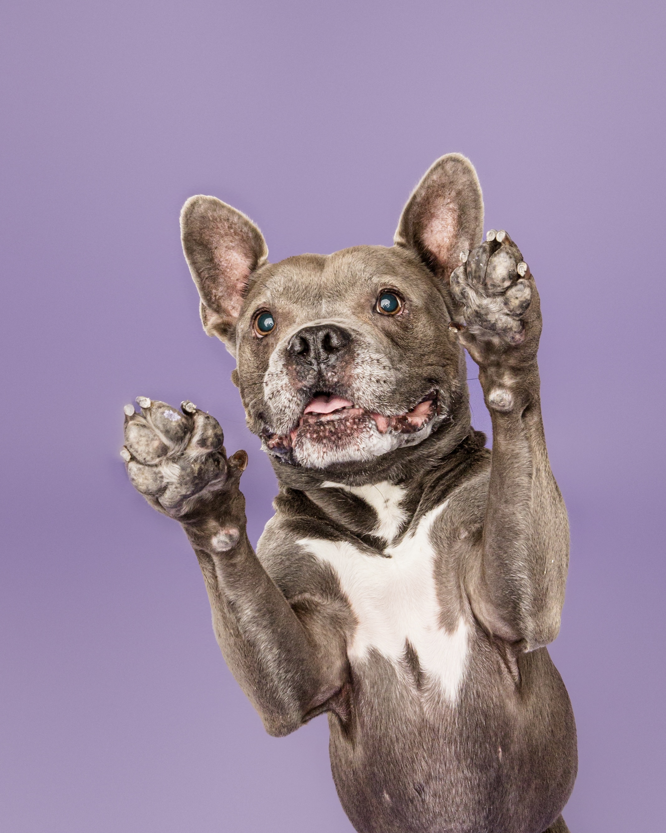 Spruce Meadows | PetFest at Spruce Meadows