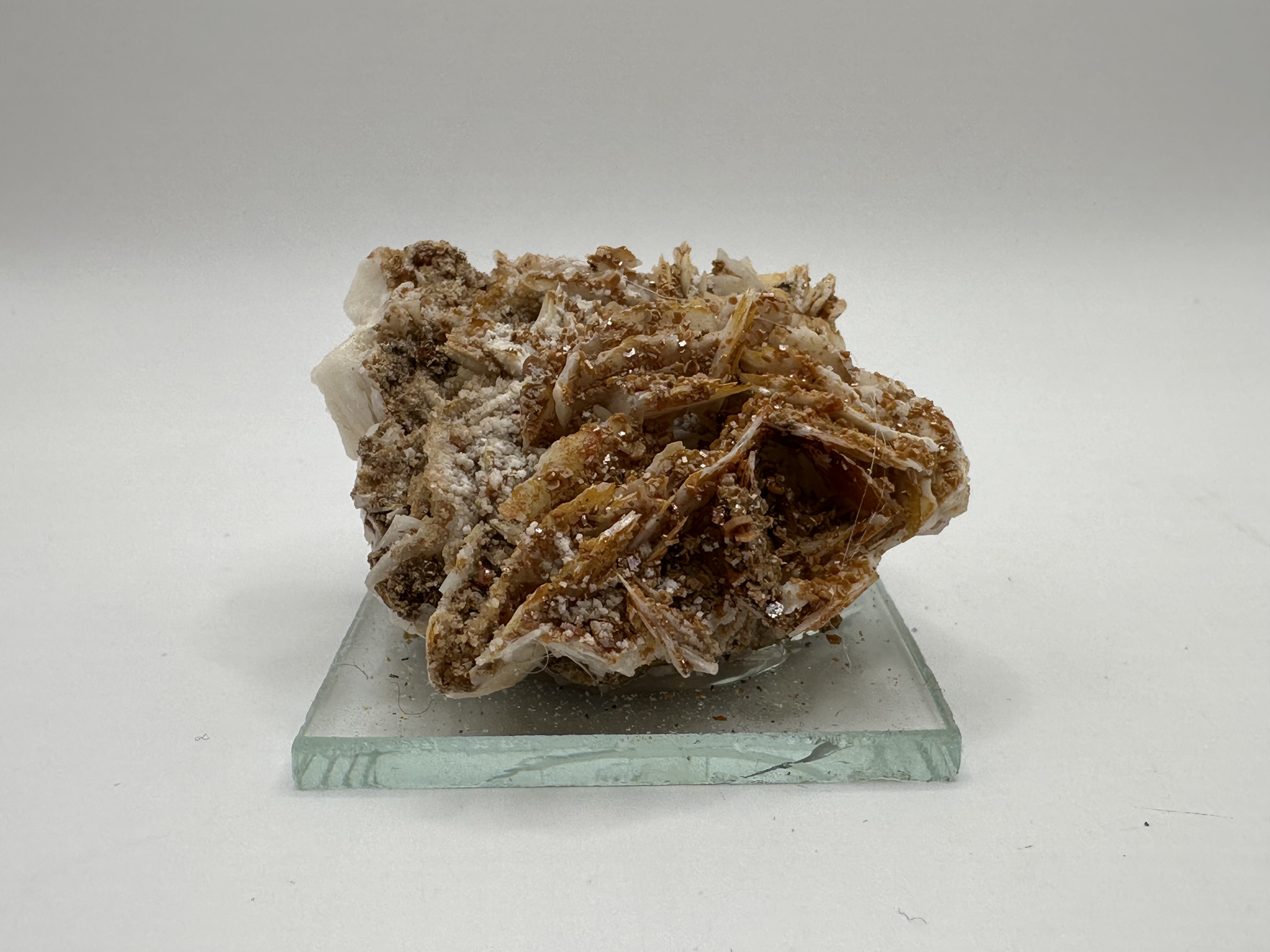 Spruce Meadows | PetFest at Spruce Meadows